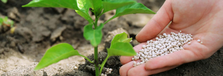 Pourquoi les plantes ont-elles besoin d'azote